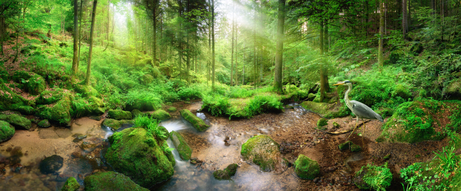 Protect Flora And Fauna: Take Action To Help Our Planet's Future!