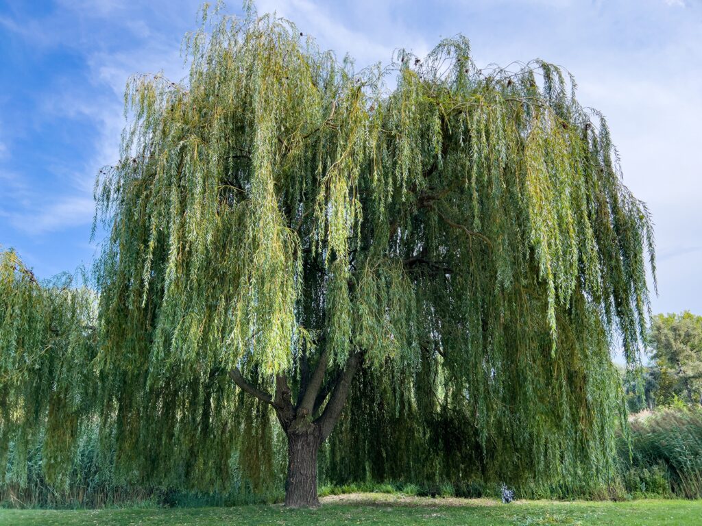 Willow Trees: Nature's Gift With Unseen Benefits