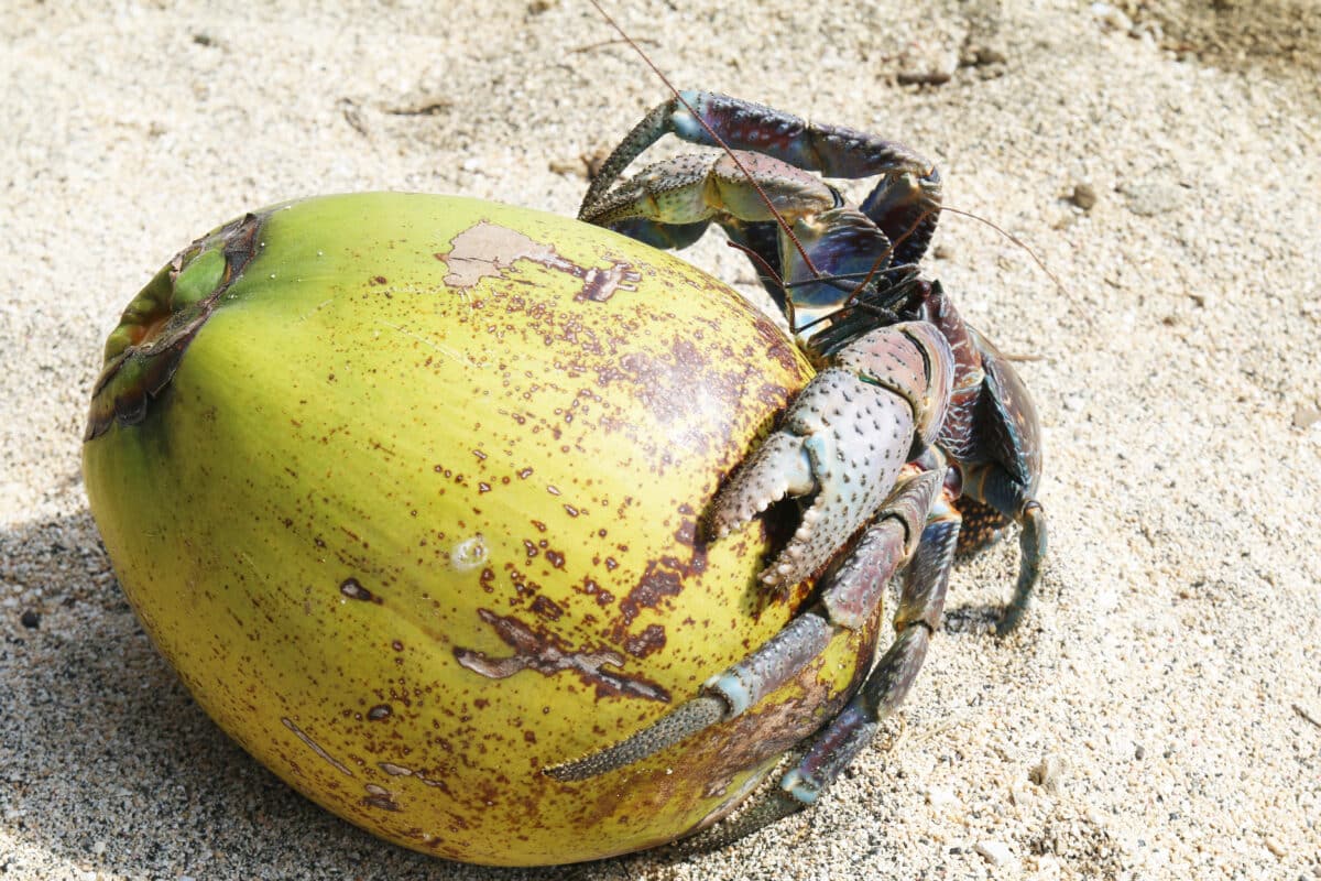 Coconut Tree Crab Facts: World's Largest Land Arthropod