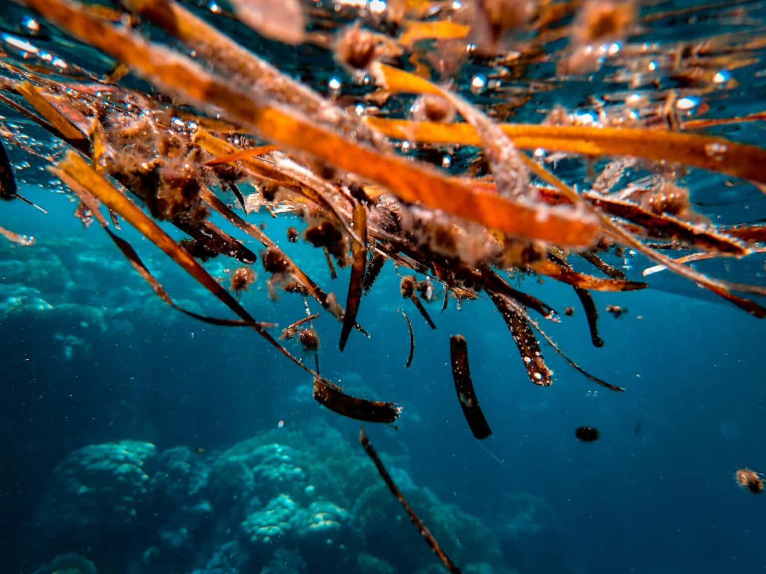 How Seaweed Farming Saves Oceans & Feeds The World